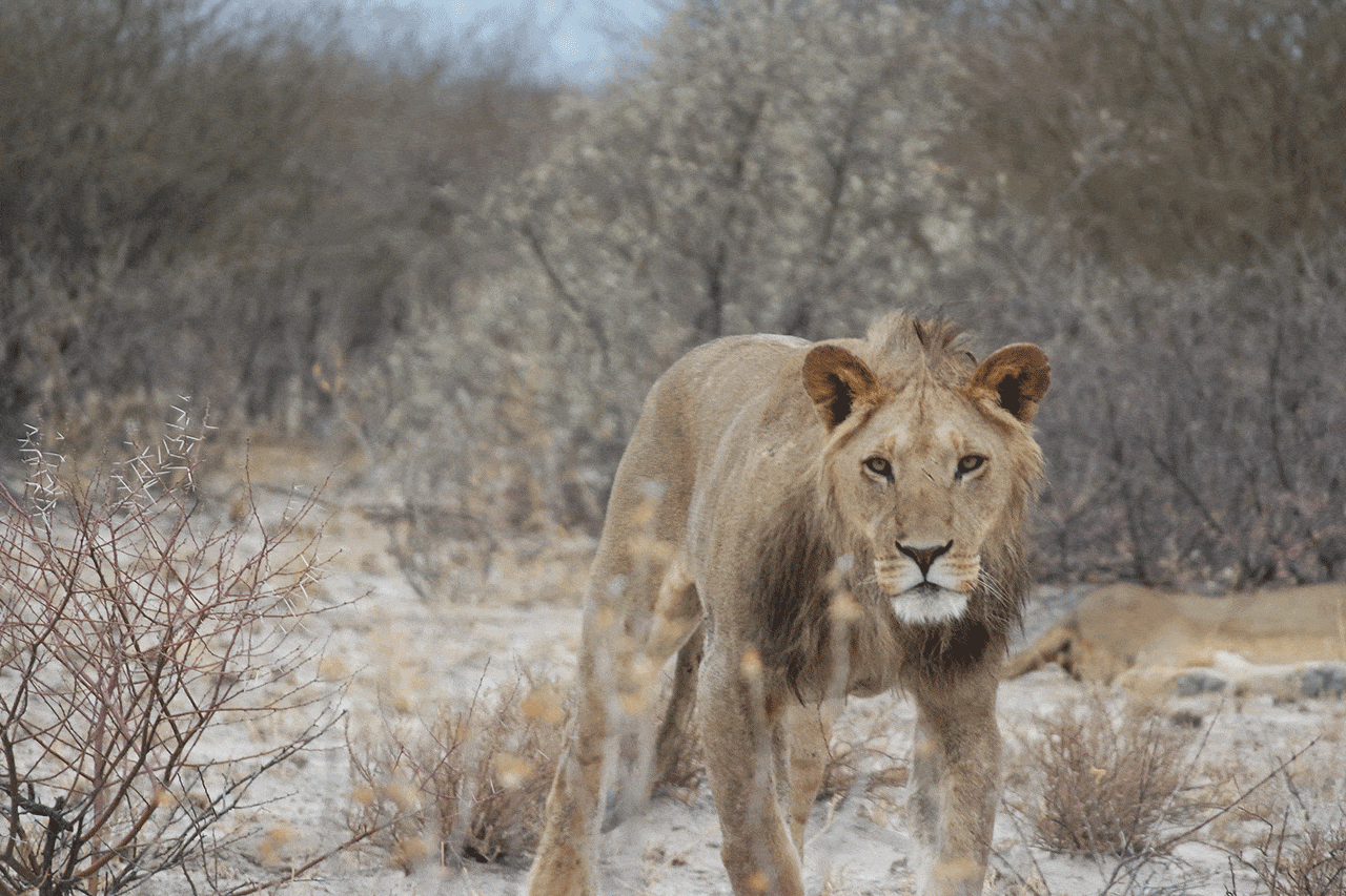 Here’s What To Do if the Devil Is Trying To Devour You! | Renner Ministries