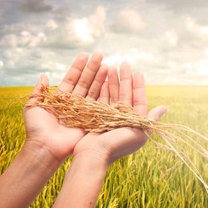 The Harvest Will Take Place! | Renner Ministries