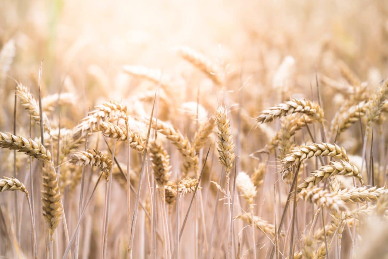 The Harvest Will Take Place! | Renner Ministries