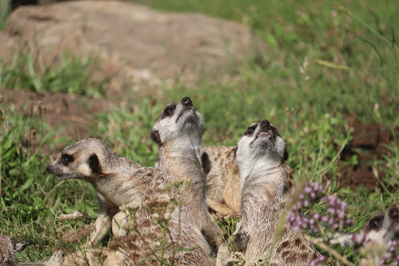 Always On Guard! | Renner Ministries