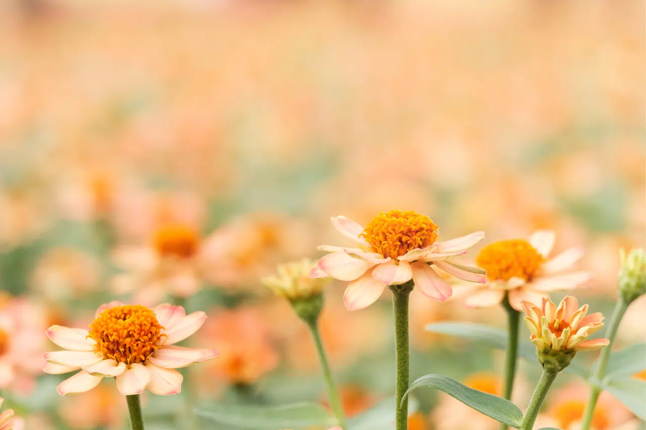 Grace, Mercy, and Peace | Renner Ministries