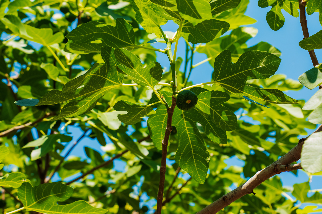 Why Jesus Compared Unforgiveness To the Sycamine Tree | Renner Ministries