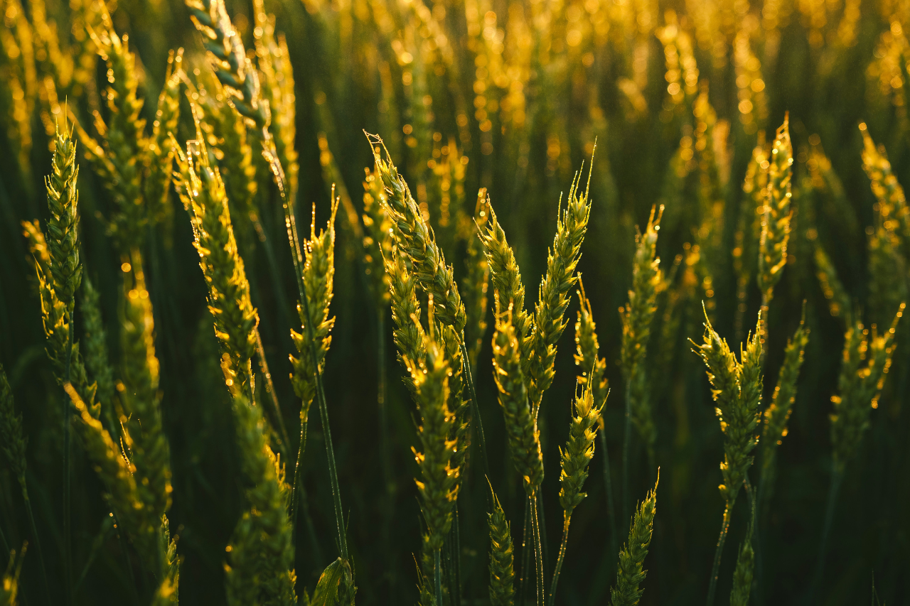 Peter Swings for the Head — But Gets an Ear! | Renner Ministries