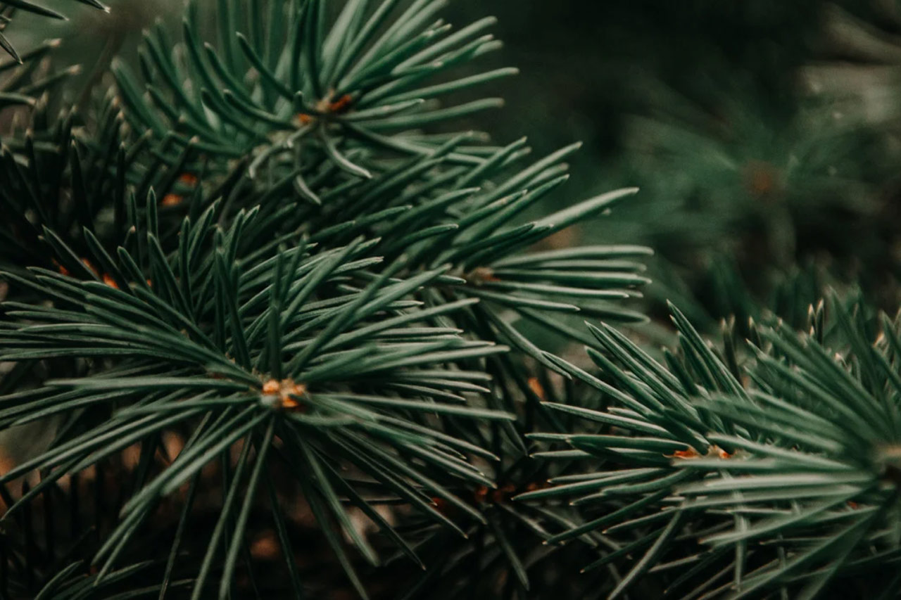 Joy and Reflection | Renner Ministries